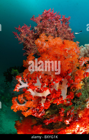 Soft coral (Scleronephthya sp.) on a reef. Photographed off Rinca ...