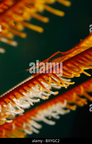 Commensal Shrimp of Crinoid, Periclimenes amboinensis, Forgotten ...