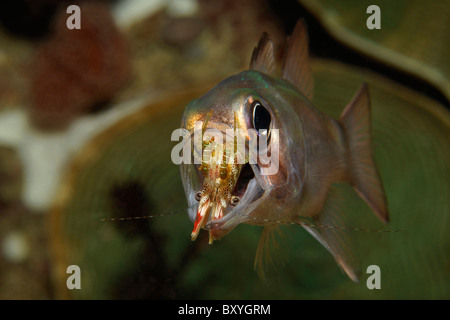 Band Cardinalfish feeding on Marble Shrimp, Saron neglectus, Raja Ampat ...