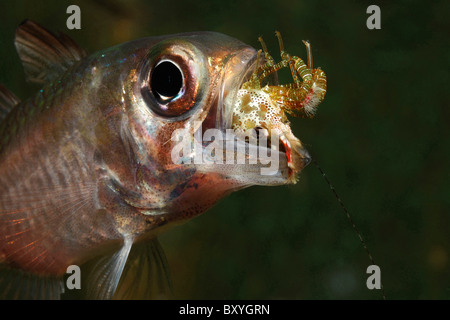 Band Cardinalfish feeding on Marble Shrimp, Saron neglectus, Raja Ampat ...