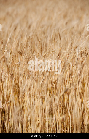 Wheat growing on field Stock Photo - Alamy