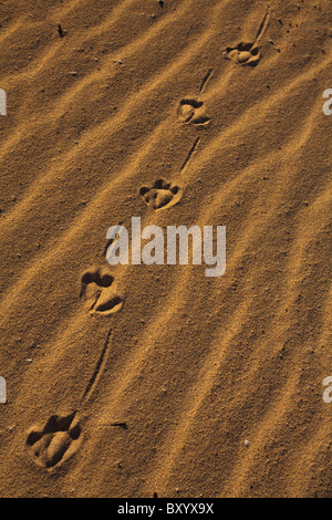 Animal tracks on the beach at Barn Hill Station, Broome, Kimberley ...