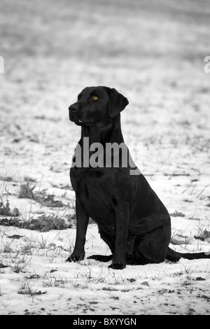 black labrador on a shoot day Stock Photo - Alamy
