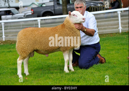 Berrichon du cher sheep Stock Photo - Alamy