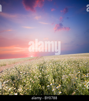 Field at sunset, sunset on meadow. Grass in the sunlight background ...
