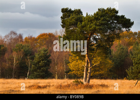 Skipwith Common National Nature Reserve, North Yorkshire, England UK ...