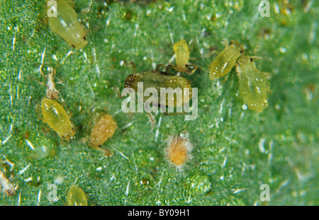 Development of entomopathogenic fungus Verticillium lecanii on aphid ...