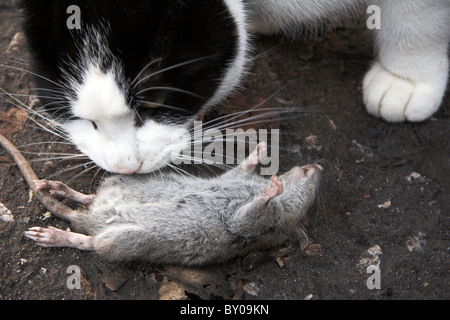 Cat playing with a dead rat Stock Photo - Alamy