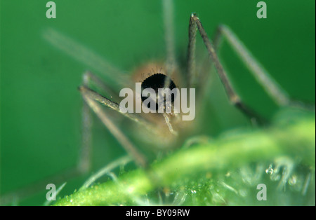 Aphid Predatory Midge (Aphidoletes aphidimyza), larva of the Aphid ...