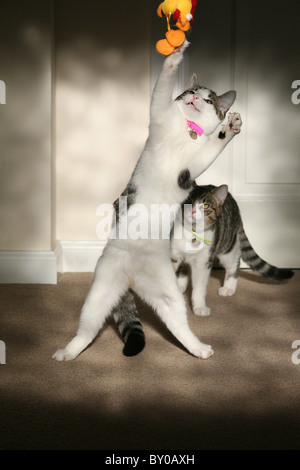 Cats playing with a toy on a string Stock Photo - Alamy