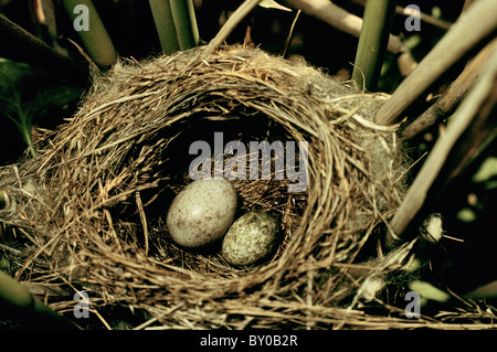 Reed Warbler nest with eggs Stock Photo - Alamy