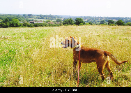 RESCUE DOG awaiting re-homing at DogsTrust kennels, Newbury. Photo ...