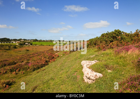 View across Cors Goch local nature reserve with heather flowering in ...