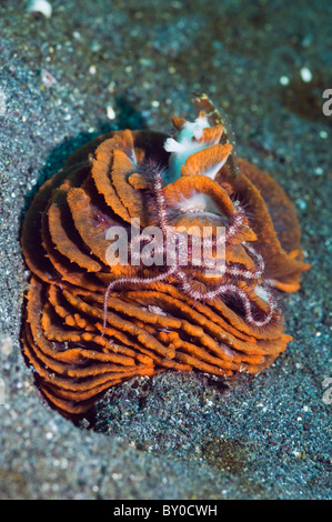 Seapen (Pteroeides sp.) Rinca, Komodo National Park, Indonesia Stock ...