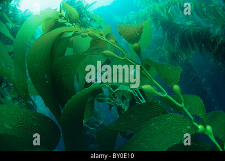 Giant kelp (Macrocystis pyrifera) forest, California, USA Stock Photo ...