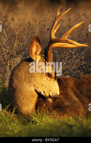 A male or buck mule deer resting under a juniper tree in southern Utah ...