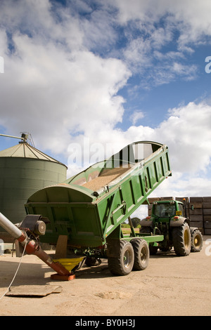 Pouring corn grain into tractor trailer after harvest at field Stock ...