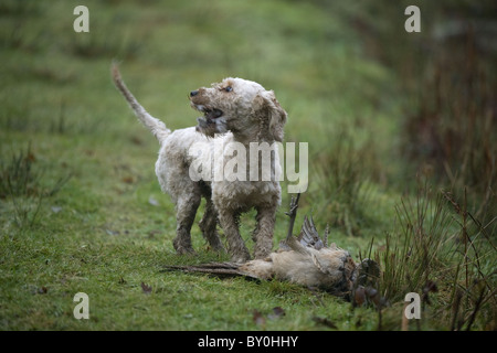 Cockapoo retrieving a pheasant on a shoot day Stock Photo - Alamy