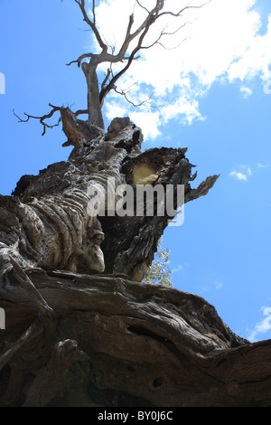 A dead tree in the river murray at cobdogla south australia on 22nd ...
