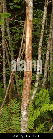 Incisor Scrapes from Roosevelt Elk on trees in Redwood National Park ...