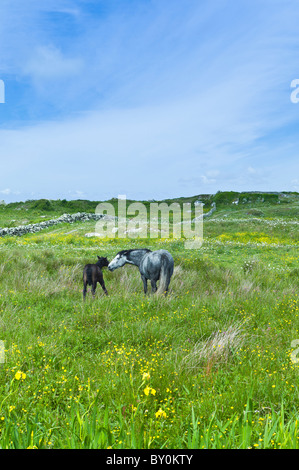 Cute young foal touching mare with head in a pasture green meadow Stock ...