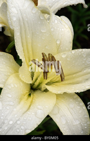 Lily flower (Lilium sp Stock Photo - Alamy