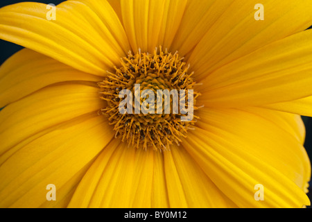 Thin-leaved sunflower (Helianthus decapetalus) flower underside and ...