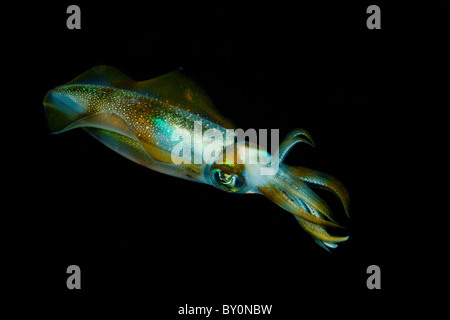 Reef Squid at Night, Alam Batu, Bali, Indonesia Stock Photo - Alamy
