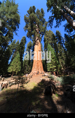 General sherman. tree. Sequoia national park. California. United States ...
