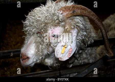 A woolly sheep at a childrens play farm Stock Photo - Alamy