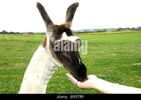 Hand feeding grass to Llama head shot Stock Photo - Alamy