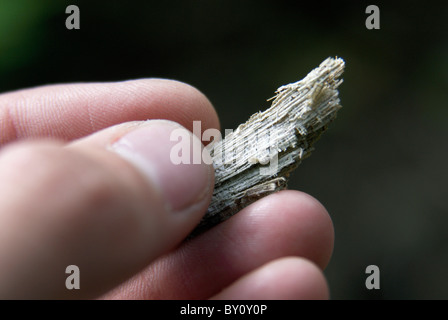 Timber with white rot Stock Photo - Alamy