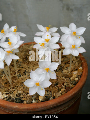 Kukumakranka, Koekemakranka, or Kroekemakrank, Gethyllis oliverorum ...