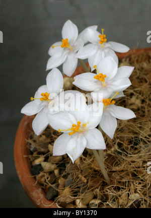 Kukumakranka, Koekemakranka, or Kroekemakrank, Gethyllis oliverorum ...