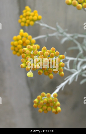 Strawflower or Everlasting Flower, Helichrysum orientale, Asteraceae ...