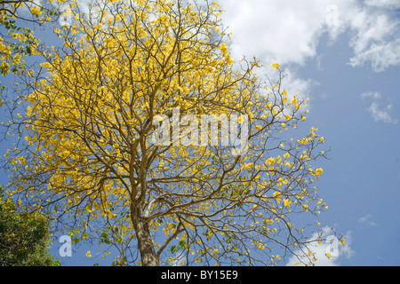 Yellow Poui tree in blossom, Trinidad, Tecoma Stock Photo - Alamy