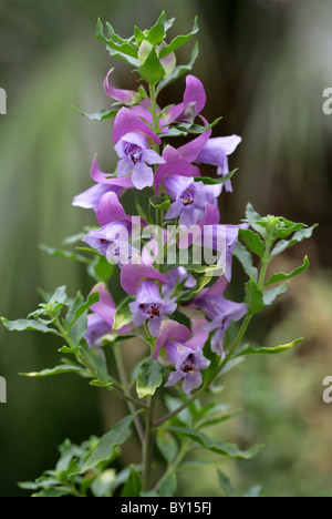 Mintbush or Mint-bush, Prostanthera magnifica, Lamiaceae (Labiatae ...