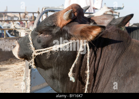 Water buffalo at the Cattle and Camel market near Luxor Egypt Stock ...