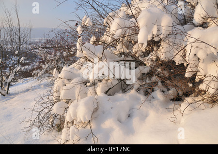 Bushes covered in fresh deep snow Stock Photo - Alamy