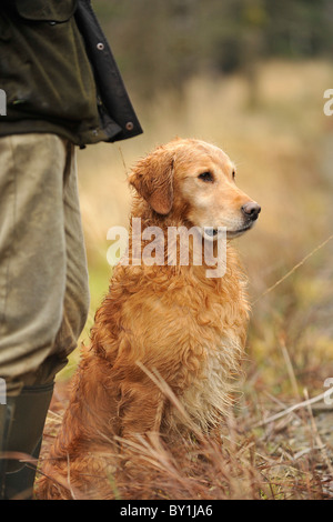 A Golden Retriever working dog or gun dog laying down Stock Photo ...
