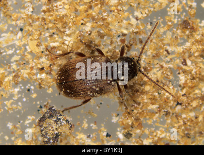 Australian spider beetle (Ptinus tectus) adult Stock Photo - Alamy