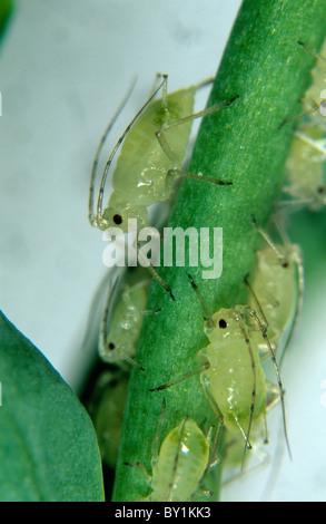 Wingless potato aphid adult and nymph Stock Photo - Alamy