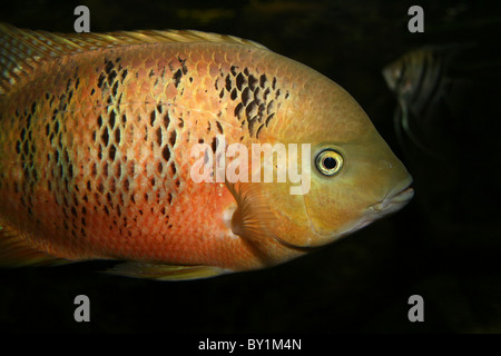 Pearl Cichlid Geophagus brasiliensis Stock Photo - Alamy