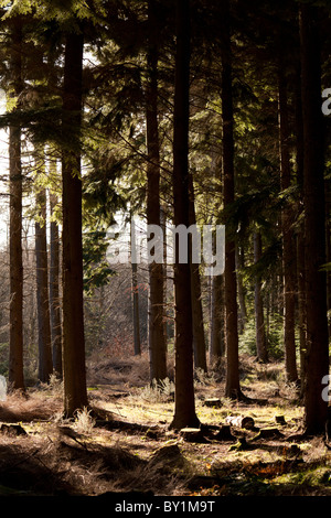 trunks of upright pine trees in forest Stock Photo - Alamy