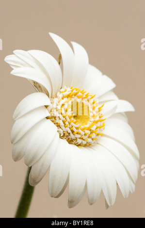 Gerbera Everlast White ('Amgerbwhi') in flower Stock Photo - Alamy