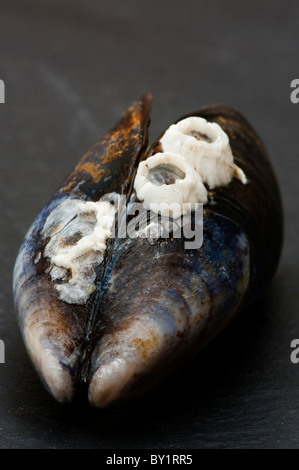 Muscle shell with barnacles attached against a grey slate background ...