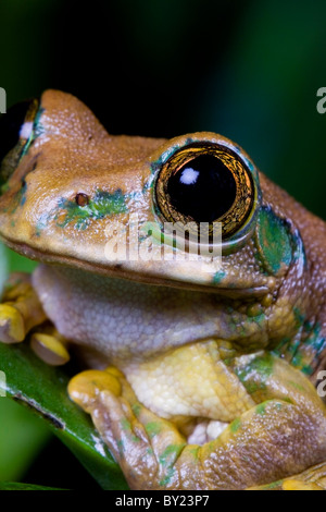Peacock Tree Frog Stock Photo - Alamy