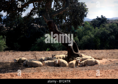 View of several sheep sleeping under a tree Stock Photo - Alamy