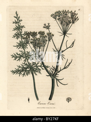 Carum Carui Common Caraway Stock Photo - Alamy