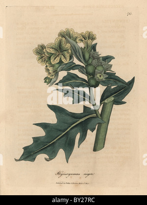 Copperplate botanical illustration of Henbane / Hyoscyamus niger from ...